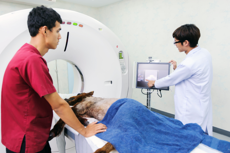 Advanced Pet CT Scans Westwood - Westwood Regional Veterinary Hospital