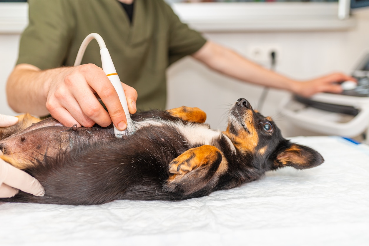 Pet Ultrasounds in Westwood & Pompton Lakes, NJ