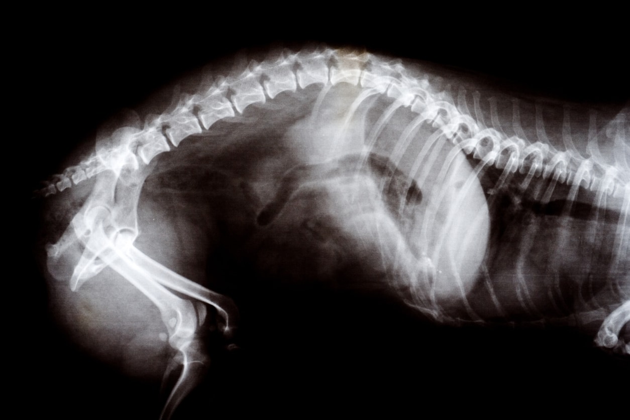 Pet X-Rays in Westwood & Pompton Lakes, NJ